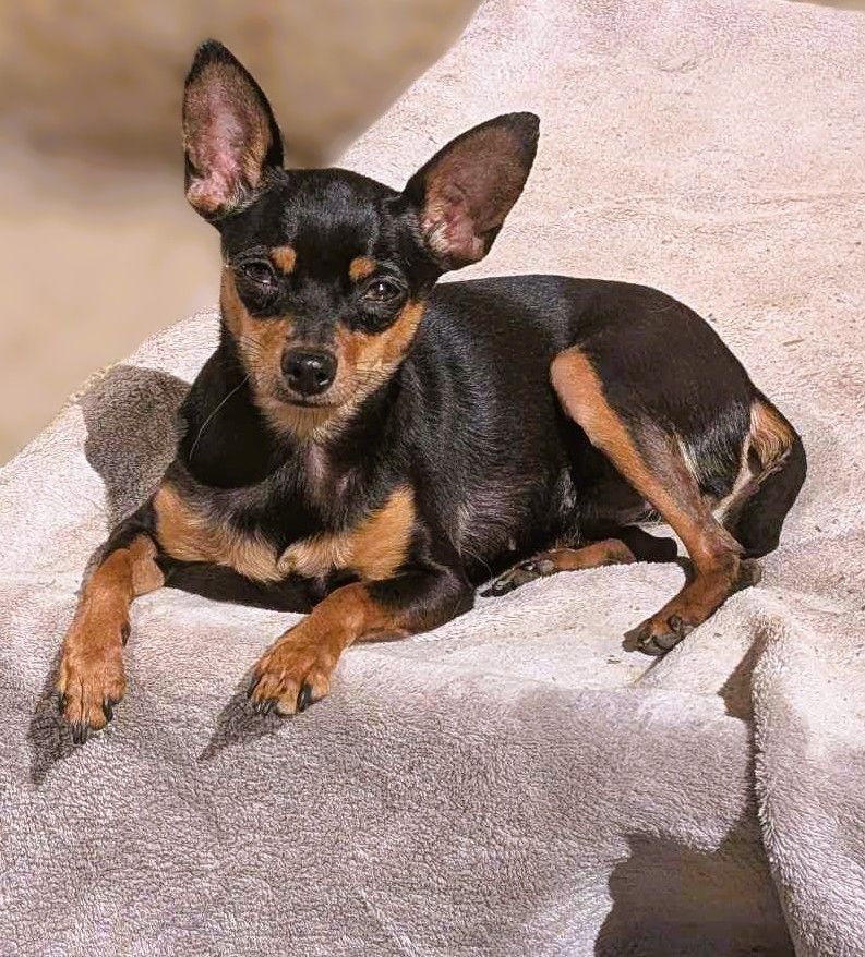 Accueil - Elevage du Dieu de la Lumiere - eleveur de chiens Russkiy Toy ...